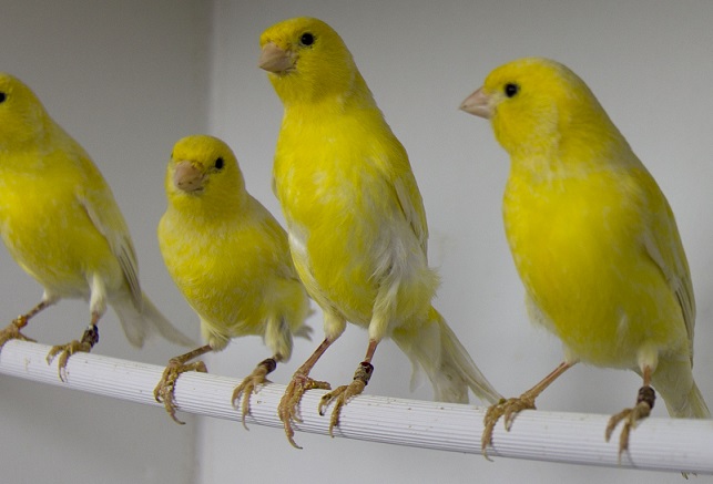 KaRo Dierenspeciaalzaak Vogels kanarie geel Serinus canarius domesticus